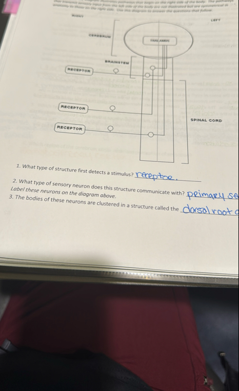 Solved manvWhat type of structure first detects a stimulus? | Chegg.com