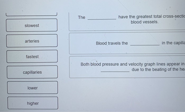 Solved arteries arterioles capillaries venules veins mm | Chegg.com