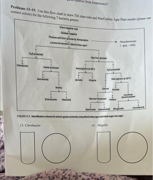 Solved Problems 13-19. Use this flow chart to draw TSI slant | Chegg.com