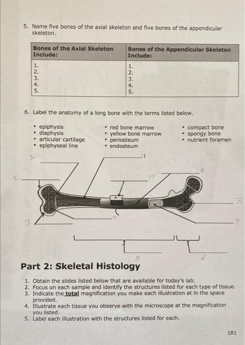 Solved Part 1: Review of Introduction to Skeleton Anatomy 1. | Chegg.com