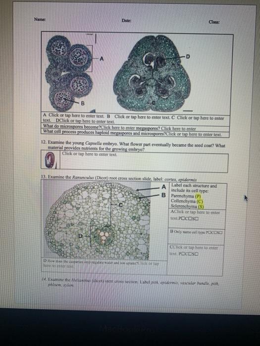 Solved Gymnosperms 9. Here we see u male and female pine | Chegg.com