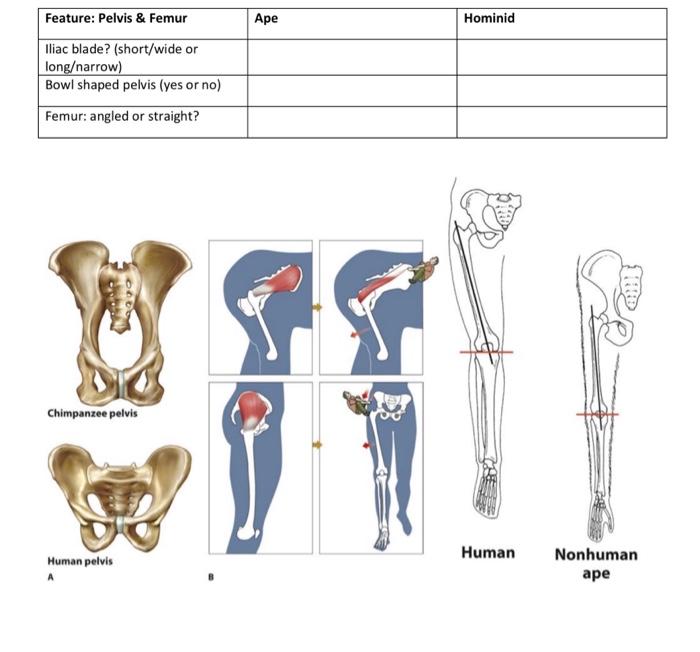 Solved C Ape Hominid Feature Skull And Spine Foramen Magnum