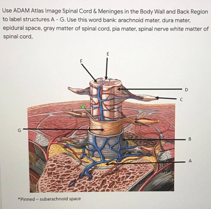 Solved Use ADAM Atlas Image Spinal Cord & Meninges in the | Chegg.com