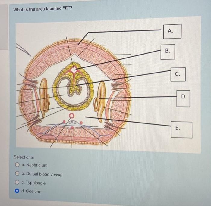 Solved What is the area labelled "E"? Select one: a. | Chegg.com