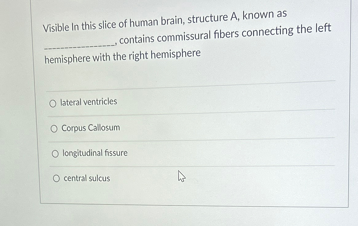 Solved Visible In this slice of human brain, structure A, | Chegg.com