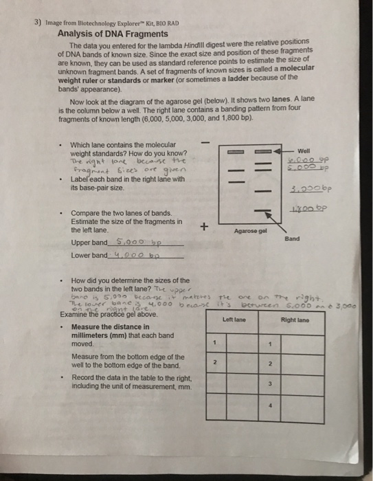 Solved 3) Image from Biotechnology Explorer Kit, BIO RAD | Chegg.com
