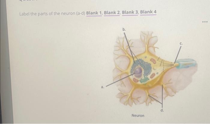 Solved Label the parts of the neuron (a-d) Blank 1, Blank 2, | Chegg.com