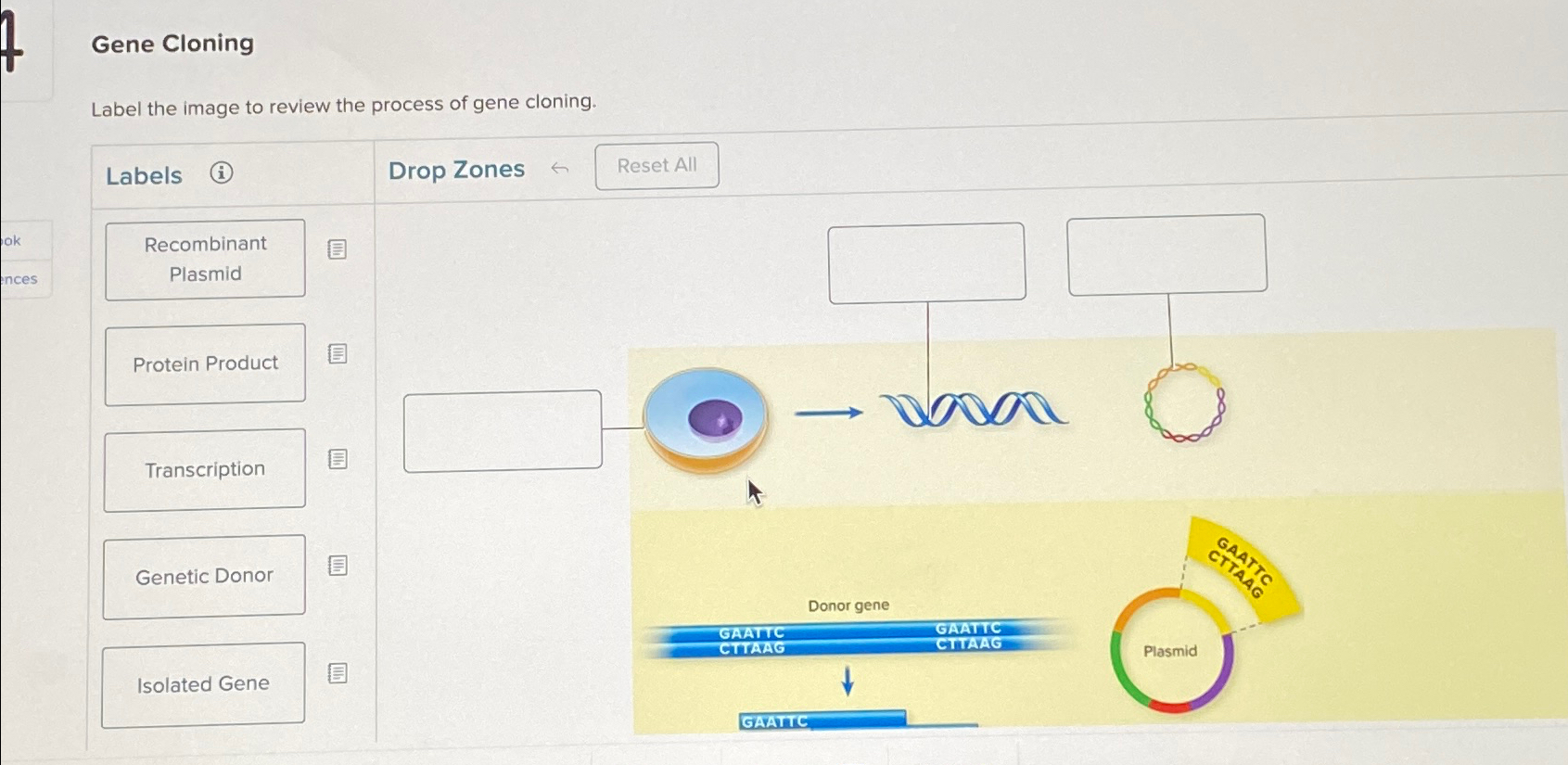 Solved Gene CloningLabel the image to review the process of | Chegg.com