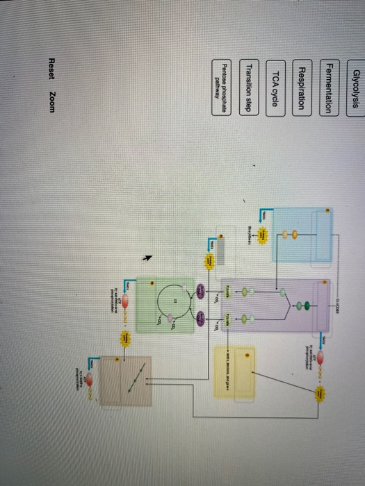 Solved abel the overview of the central metabolic pathways | Chegg.com