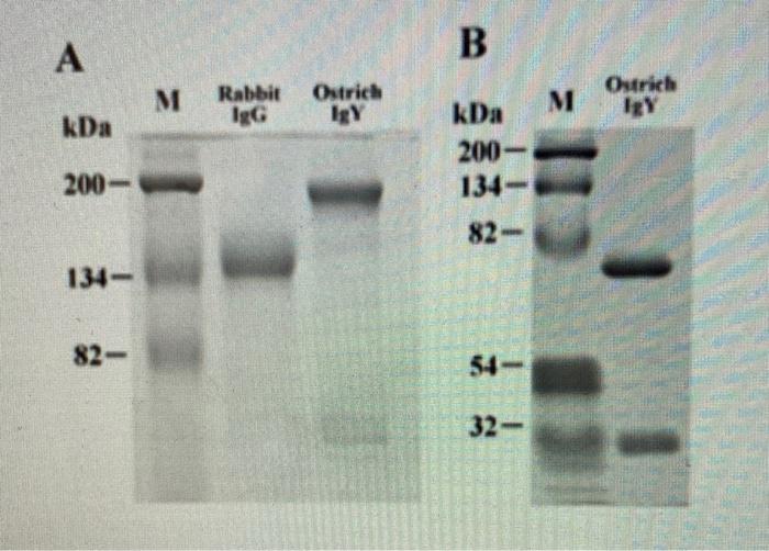 Solved what reaction is occuring in the presence of DTT? ( | Chegg.com