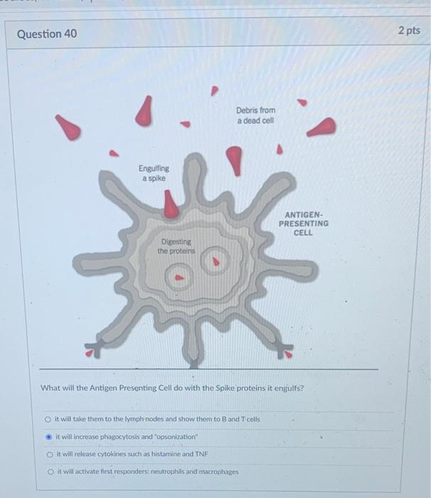 Solved What will the Antigen Presenting Cell do with the | Chegg.com