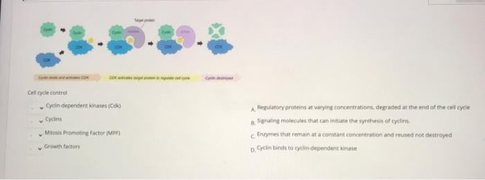 Solved Target protein Odin Orch Cycin Cycle bande and the | Chegg.com