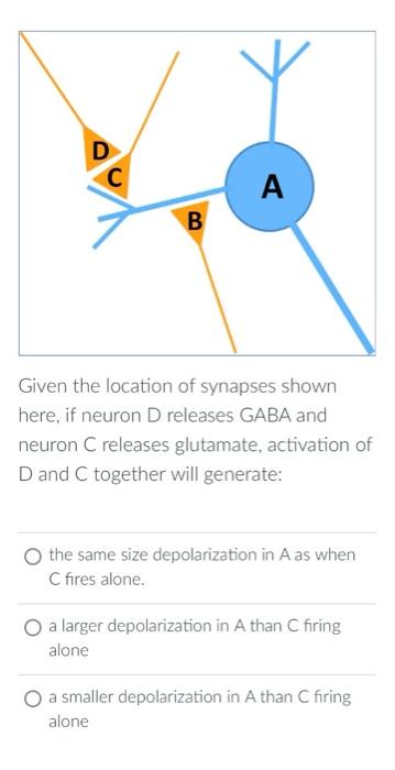 Solved Given the location of synapses shown here, if neuron | Chegg.com
