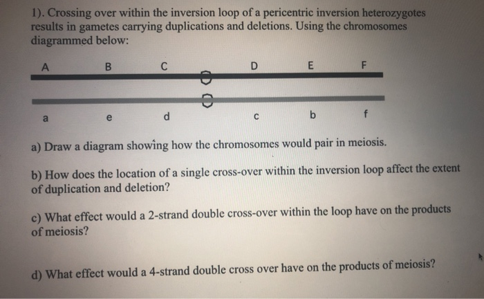 Solved 1). Crossing over within the inversion loop of a | Chegg.com