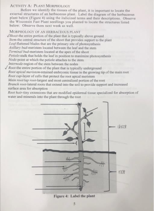 Solved ACTIVITY A: PLANT MORPHOLOGY Before we identify the | Chegg.com