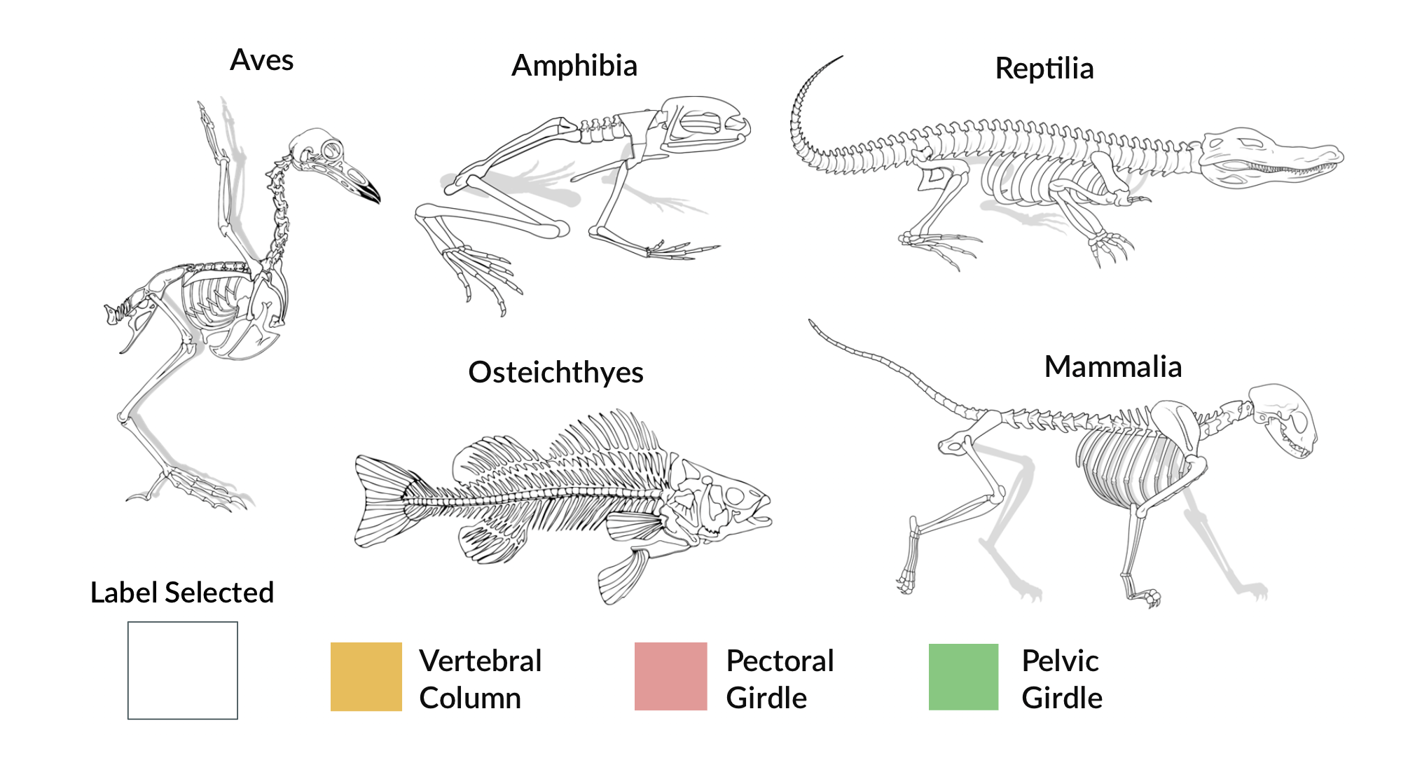 Solved In this exercise, you will identify homologous and | Chegg.com