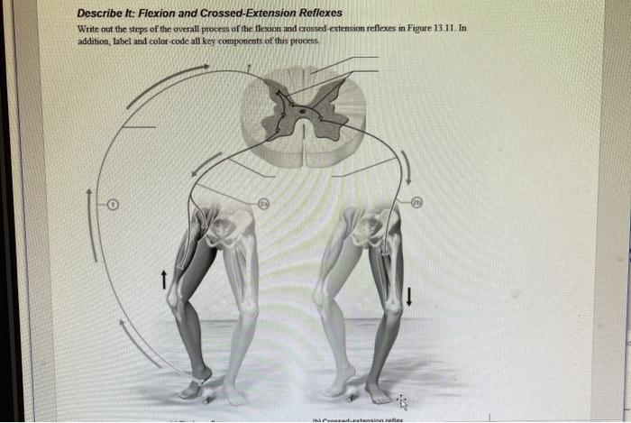 Solved Describe It: Flexion and Crossed-Extension Reflexes | Chegg.com