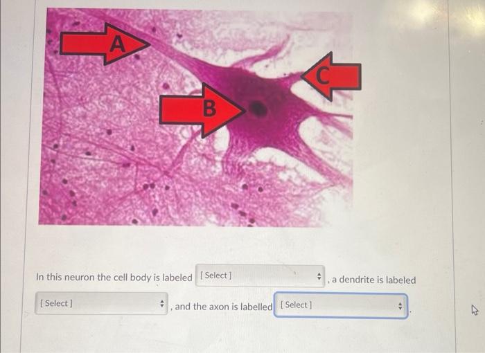 Solved In this neuron the cell body is labeled , a dendrite | Chegg.com