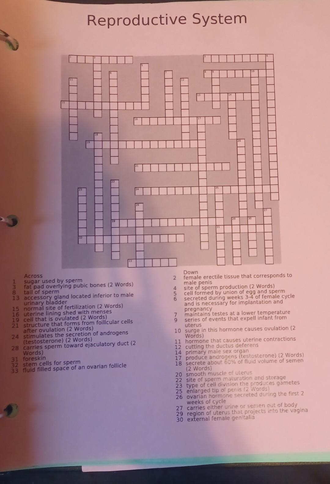 Solved Reproductive System | Chegg.com