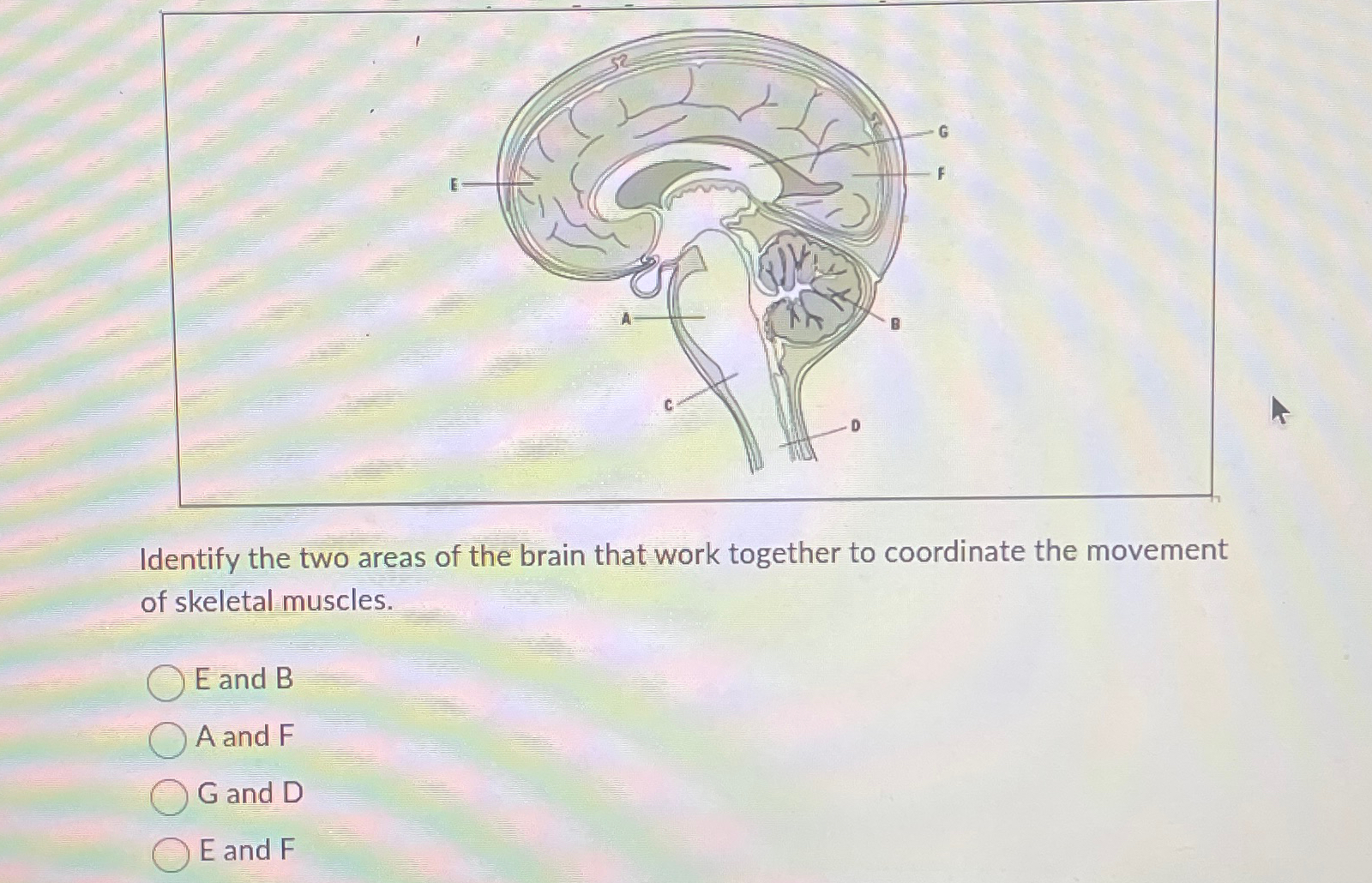 Solved Identify the two areas of the brain that work | Chegg.com