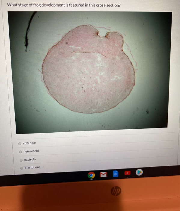 Solved What stage of frog development is featured in this | Chegg.com