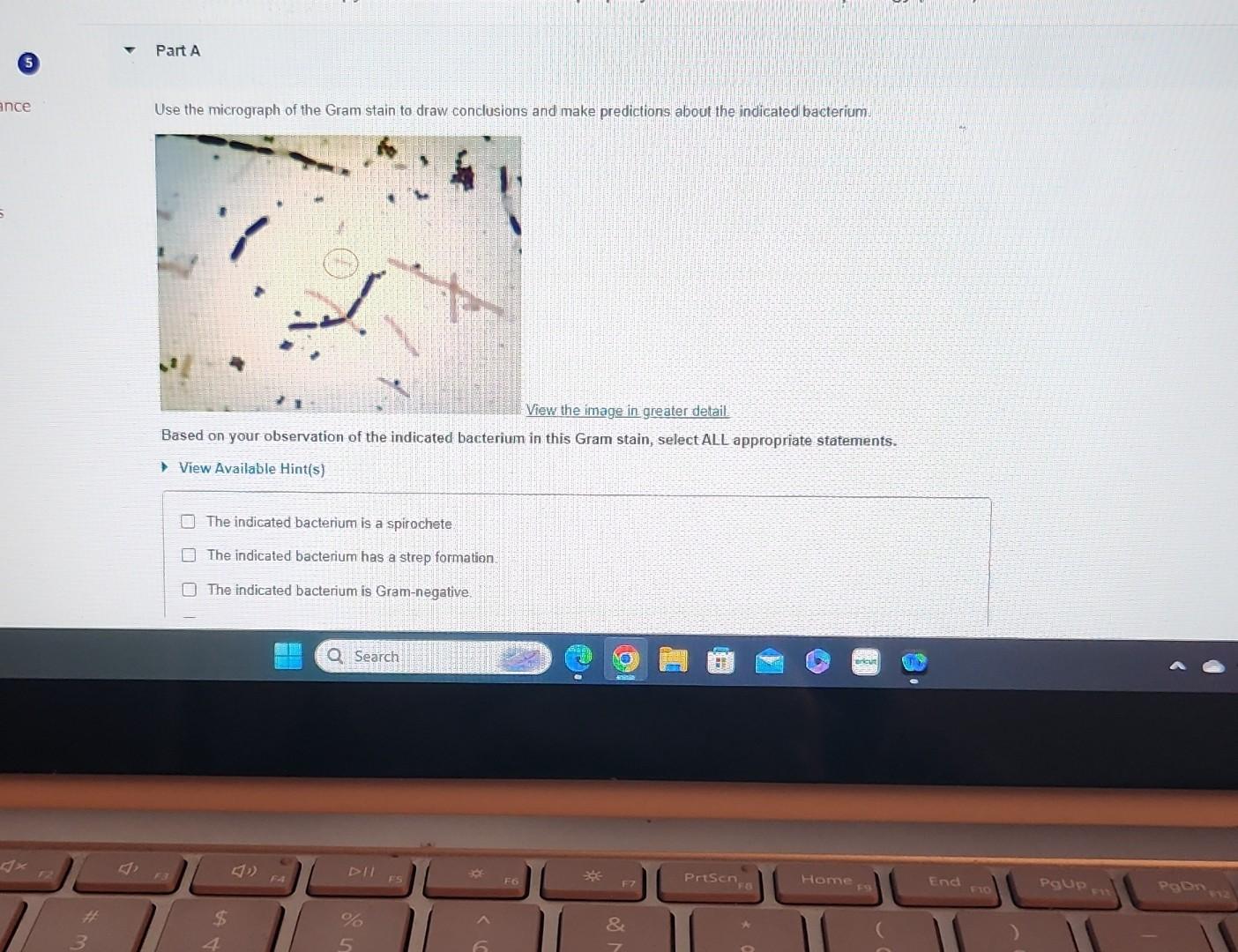Solved 5 nce Lab Practical: Microscopy of Bacteria - Gram | Chegg.com