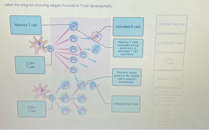Solved Label the dlagram showing stages Involved in T-cell | Chegg.com