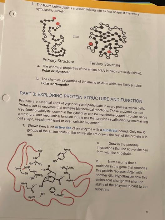 Solved 3. The figure below depicts a protein folding into | Chegg.com