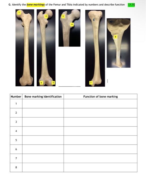 Solved G. Identify the bone markings of the Femur and Tibia | Chegg.com