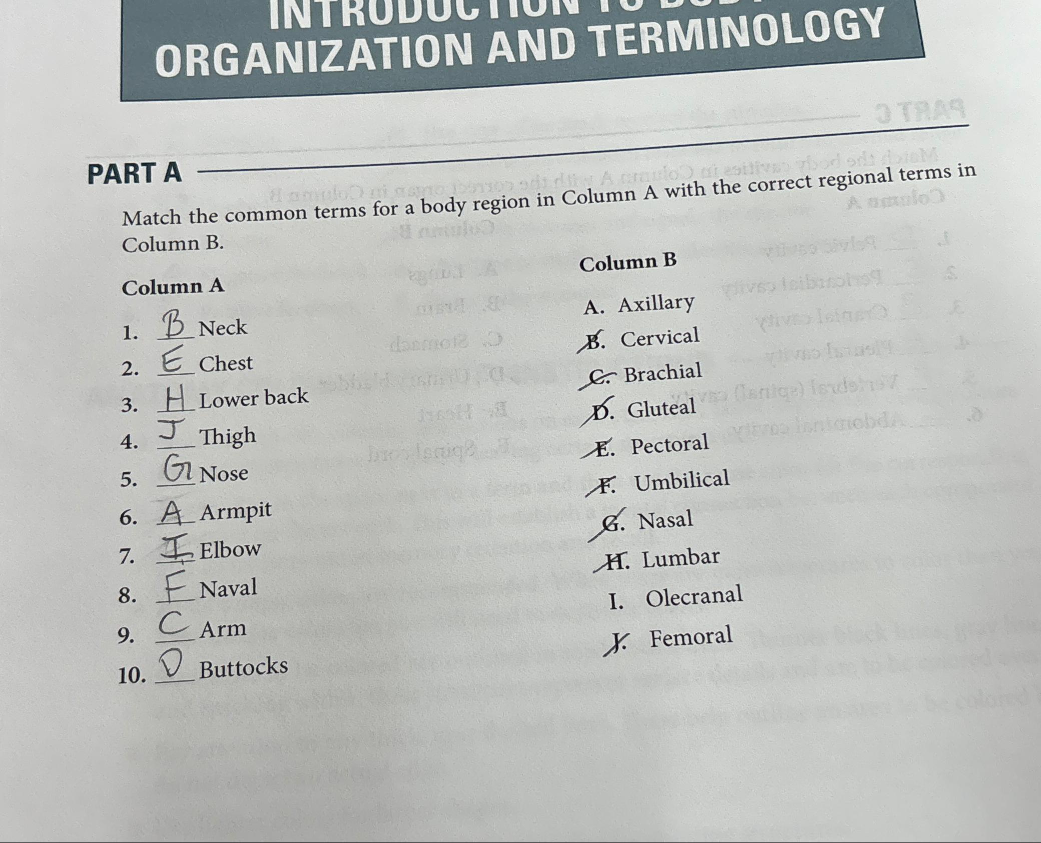 Solved ORGANIZATION AND TERMINOLOGYPART AMatch the common | Chegg.com