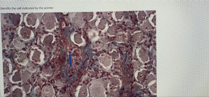 Solved Identify the cell indicated by the pointer | Chegg.com
