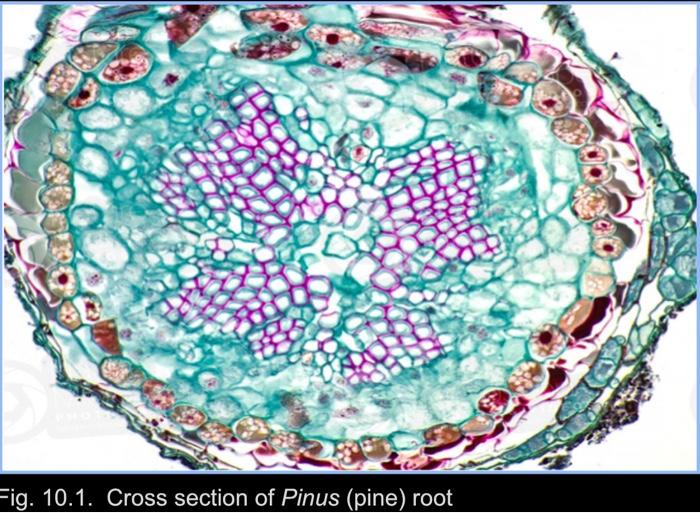 Solved Fig. 10.1. Cross section of Pinus (pine) root | Chegg.com