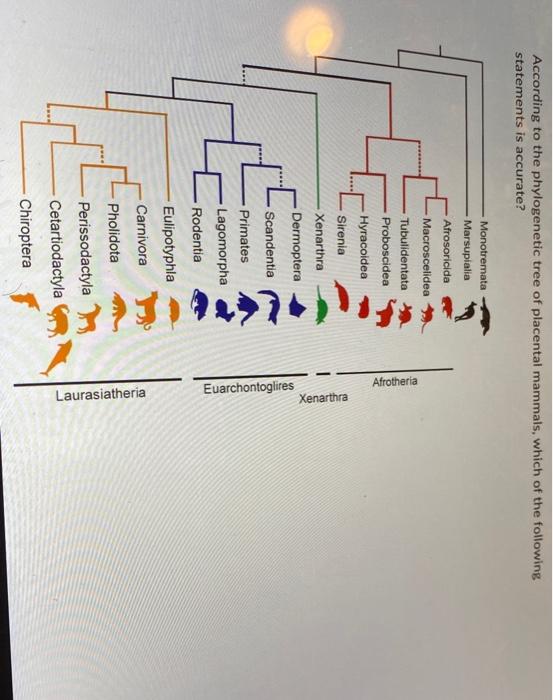 Solved According to the phylogenetic tree of placental | Chegg.com