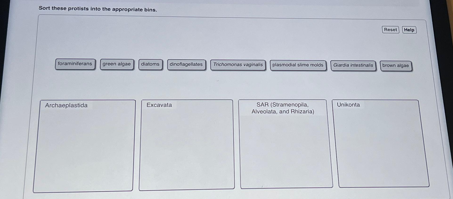 Solved Sort these protists into the appropriate | Chegg.com
