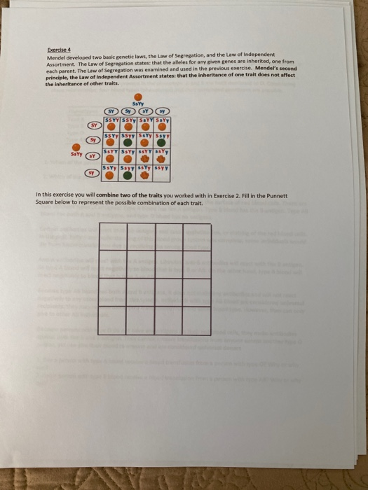 Solved Exercise 4 Mendel developed two basic genetic laws, | Chegg.com