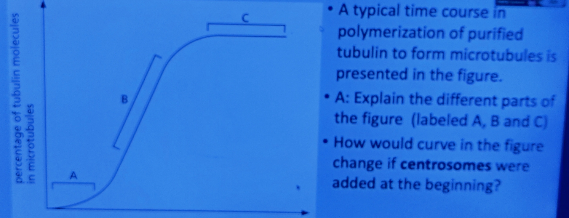 Solved A Typical Time Course In Polymerization Of Purified