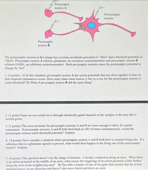 Solved Presynaptic neuron A Postsynaptic neuron Presynaptic | Chegg.com