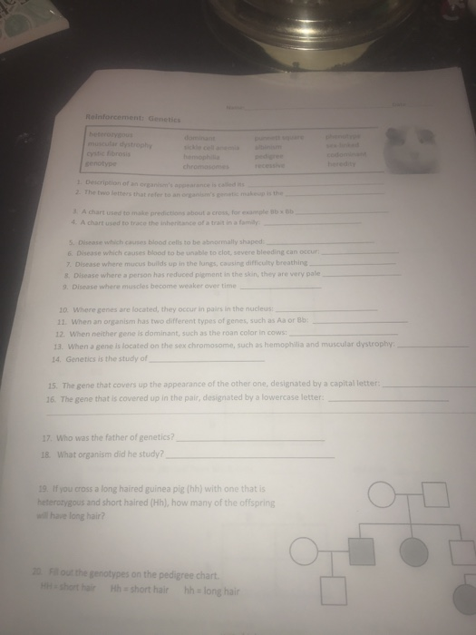 Solved Reinforcement Genetics senotype chromosomes 1. | Chegg.com