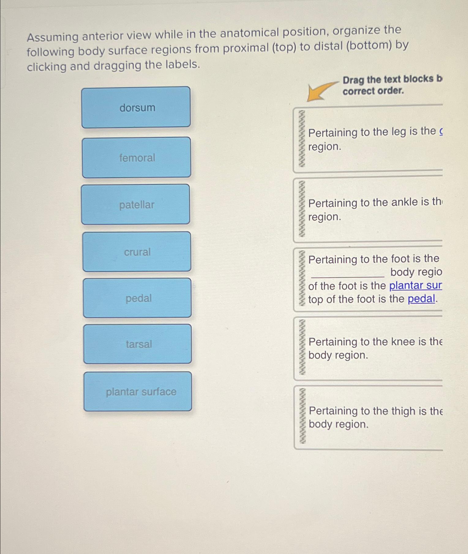 Solved Assuming anterior view while in the anatomical | Chegg.com