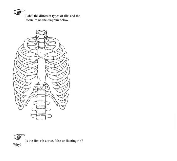 Solved Free Floating Bones Hyoid bone Hyoid bone Larynx | Chegg.com