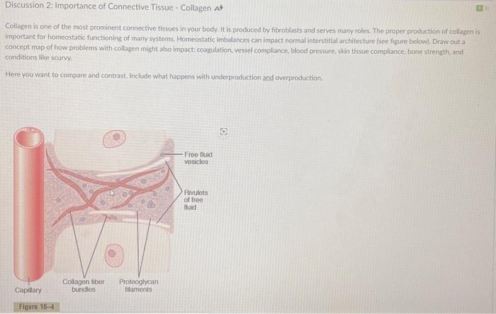 Solved Discussion 2 Importance of Connective Tissue - | Chegg.com