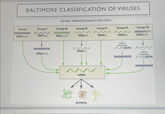Solved BALTIMORE CLASSIFICATION OF VIRUSESGroup l: double | Chegg.com