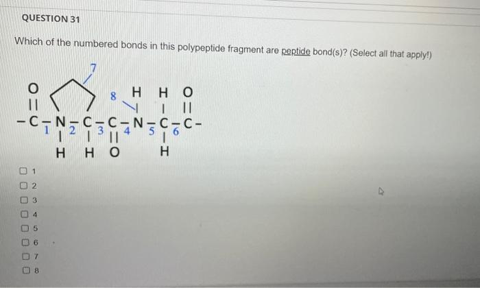 Solved Which of the numbered bonds in this polypeptide | Chegg.com