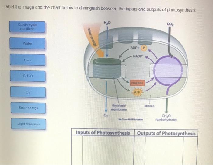 Solved Label the image and the chart below to disunguish | Chegg.com