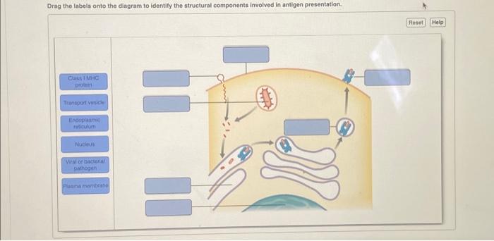 Solved Drag the labels onto the diagram to identify the | Chegg.com