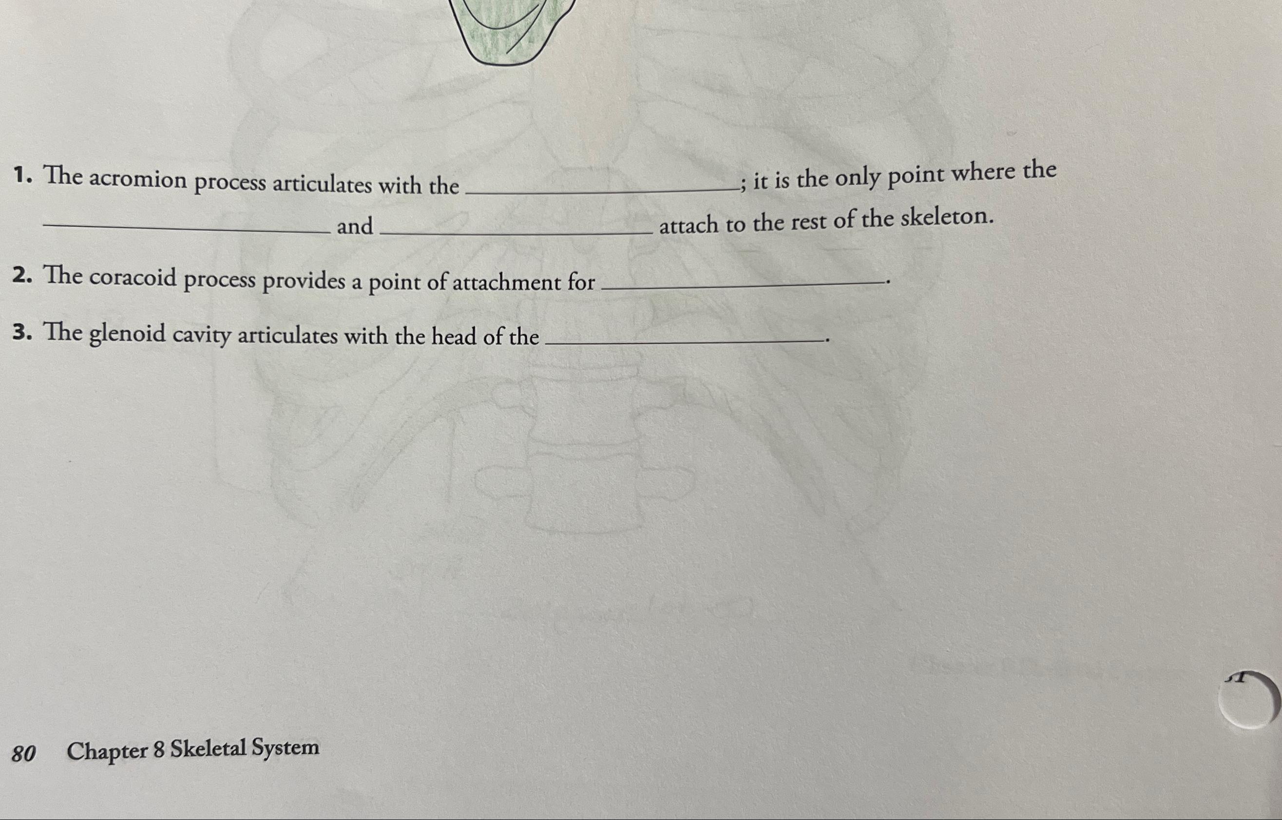 Solved The acromion process articulates with the ; it is the | Chegg.com