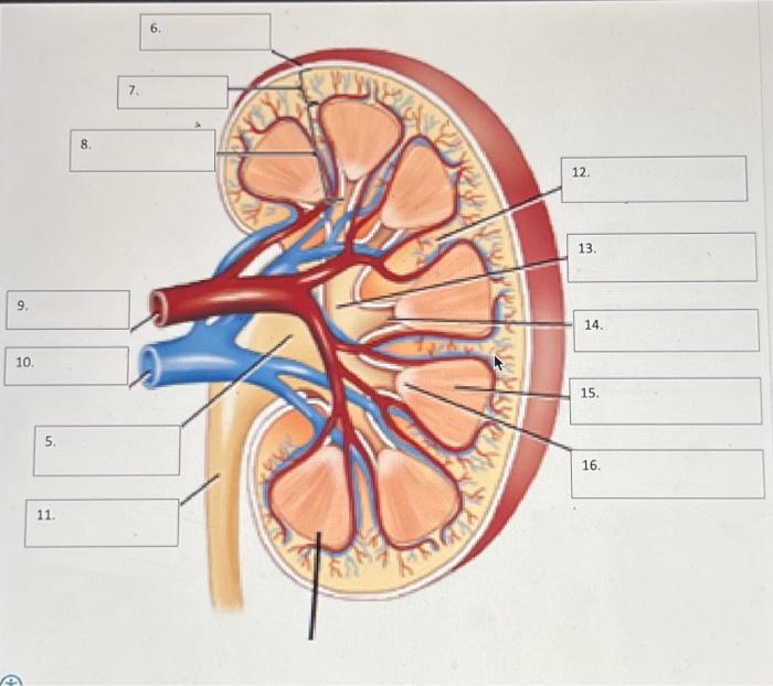 Solved label the kidney | Chegg.com