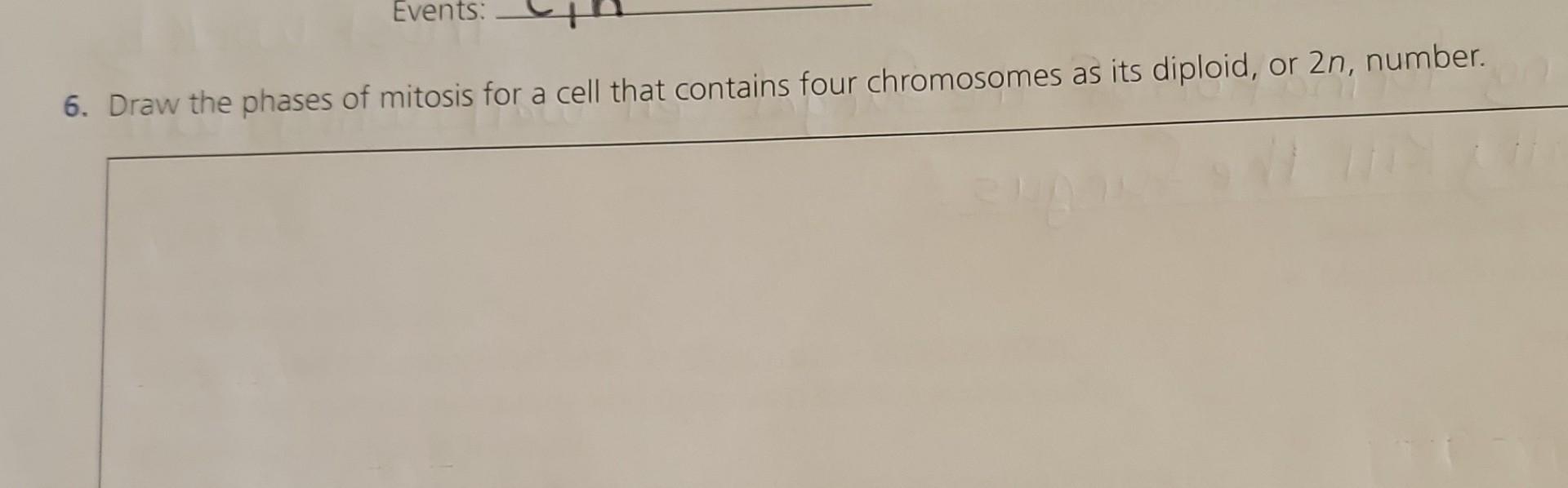 Solved 6. Draw the phases of mitosis for a cell that | Chegg.com