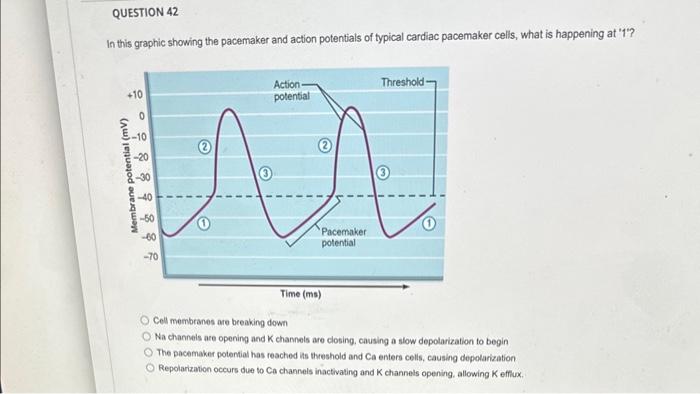 Solved In this graphic showing the pacemaker and action | Chegg.com Solved In this graphic showing the pacemaker and action | Chegg.com