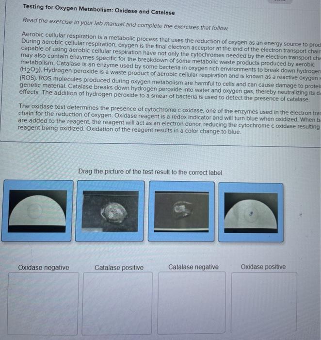 Solved The reagent used in the catalase test is Multiple | Chegg.com